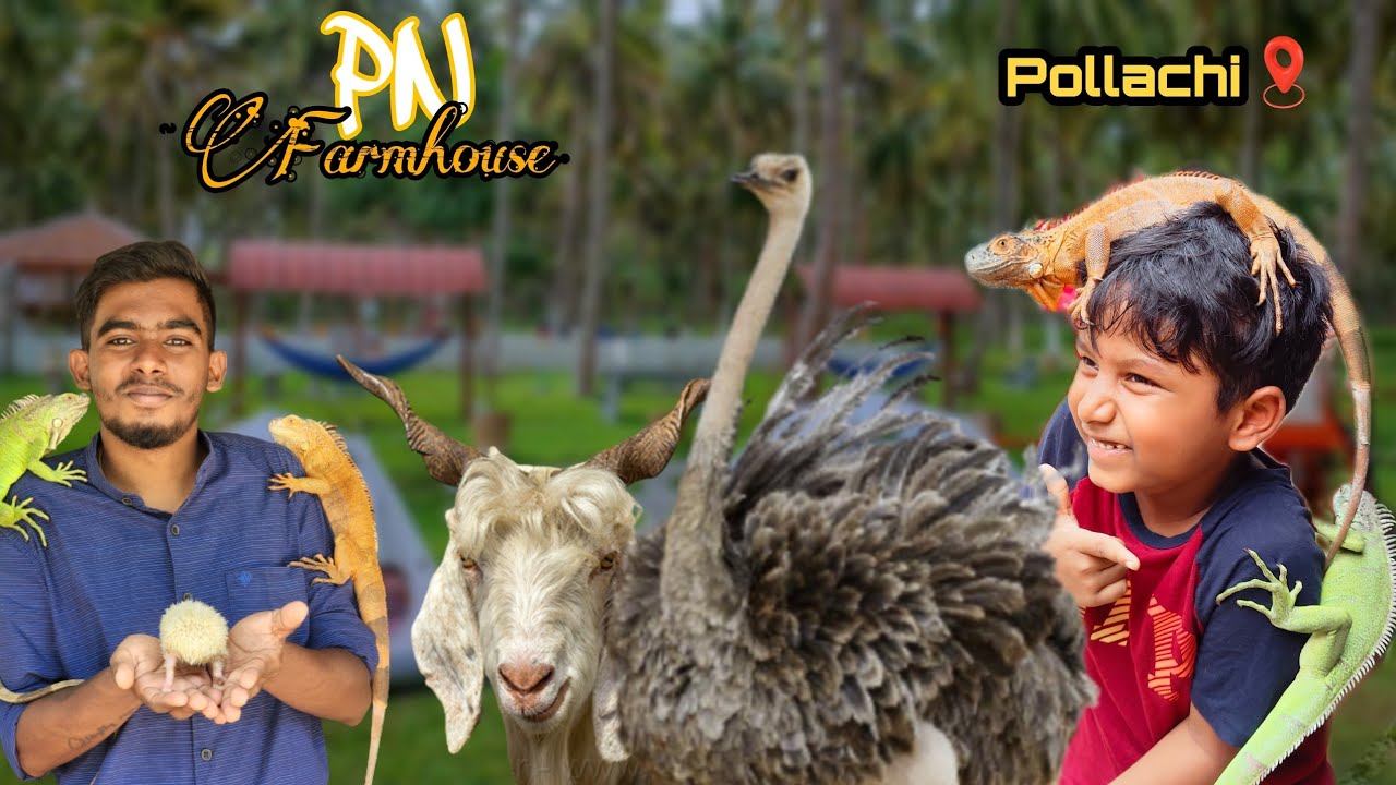 PN Farm house || Ostrich, Iguana ️ || இயற்கை பண்ணை வீடு ₹1000 ...