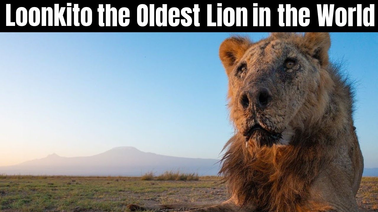 Lion: Fearless Journey of LOONKITO - YouTube