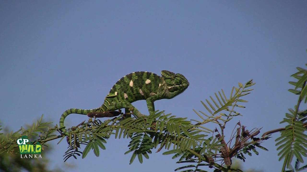 Chameleon Tongue Attack ! - YouTube
