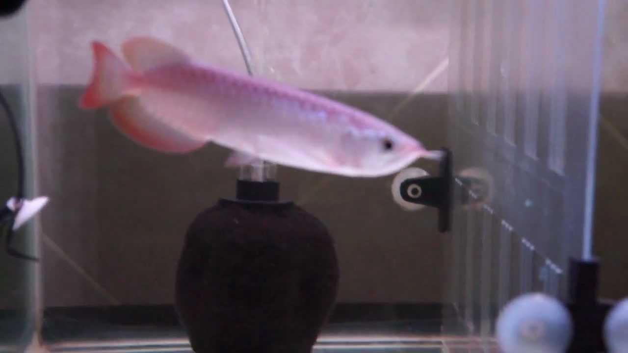 Banjar Red Arowana - YouTube