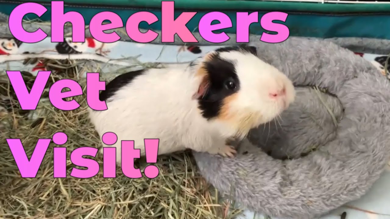 Checkers Follow Up Vet Visit 👨‍⚕️SoCal Guinea Pig Rescue - YouTube