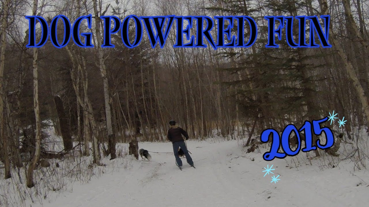 Dog Powered Fun 2015 - YouTube