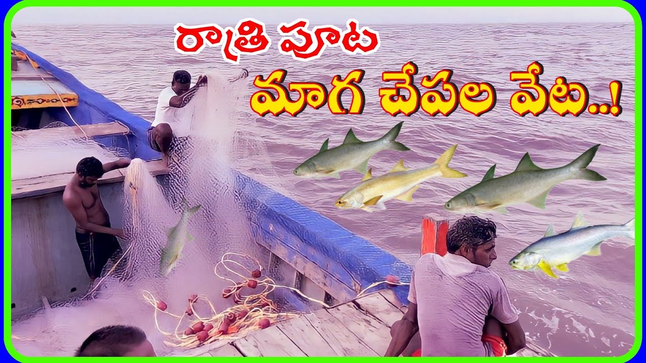 మాగ చేపల వేట. || salmone fish || maga chepala veta || sea boys ...