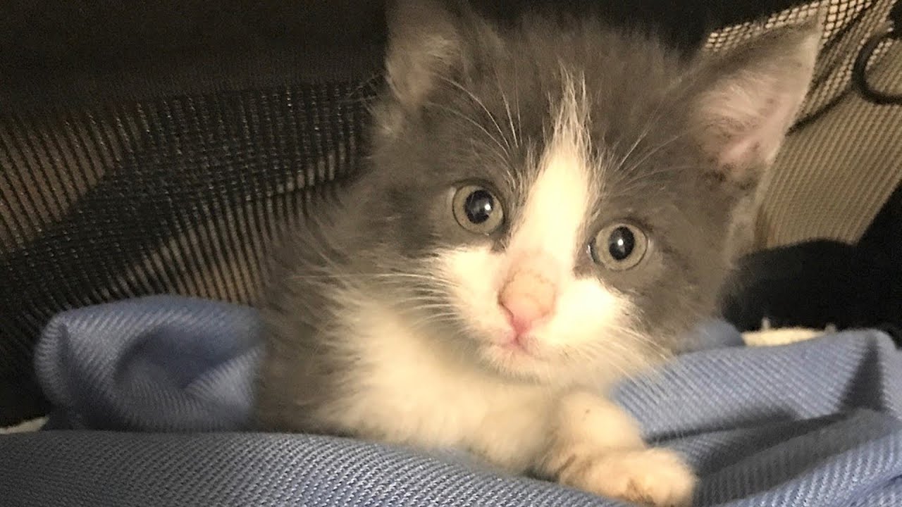 A tiny kitten was dumped on a busy bronx street, crying in a cardboard ...
