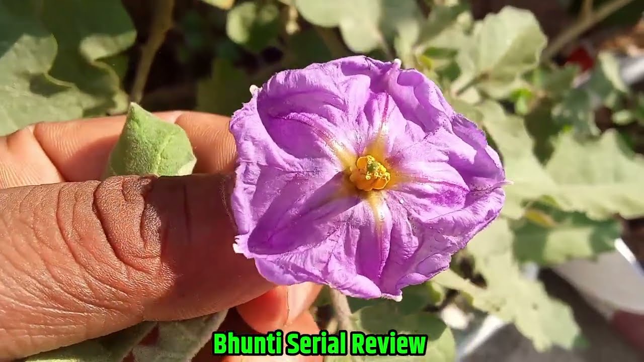 BHUNTI NEW EPISODE || BHUNTI EPI-257/258 || Bhunti Today || Sukumaya TV ...