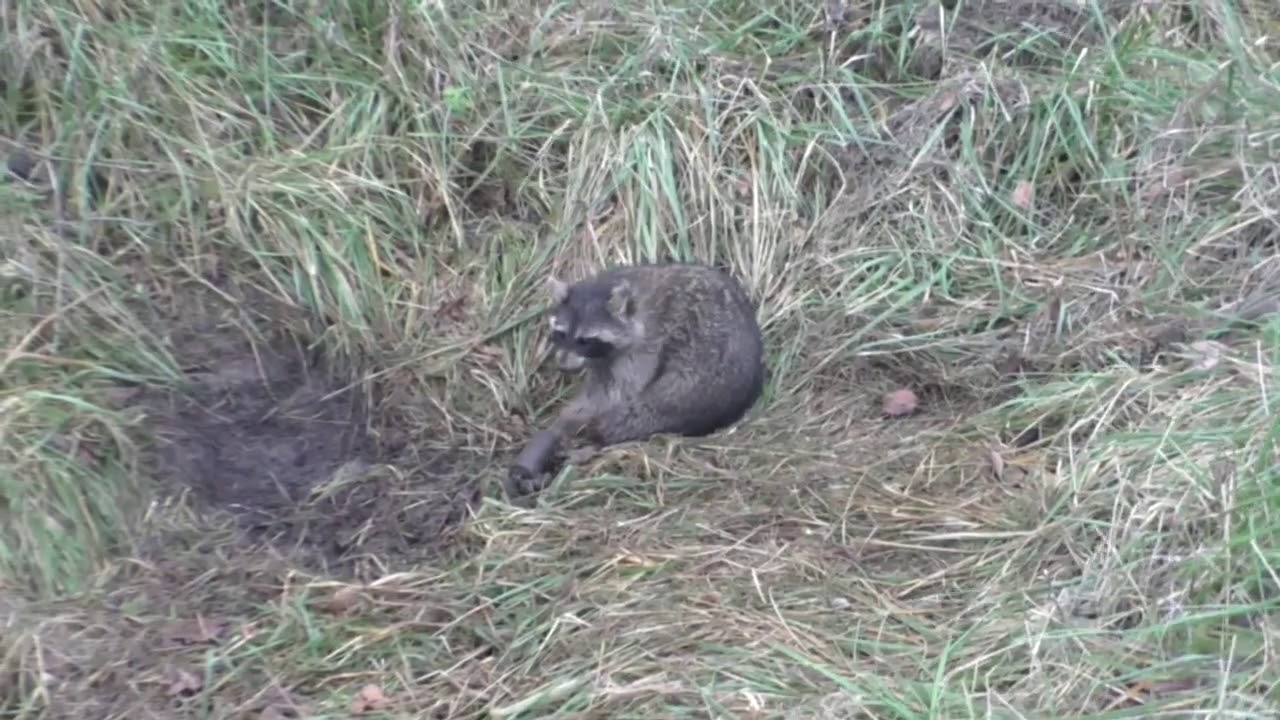 1000 Raccoon Season, Day 8 - YouTube