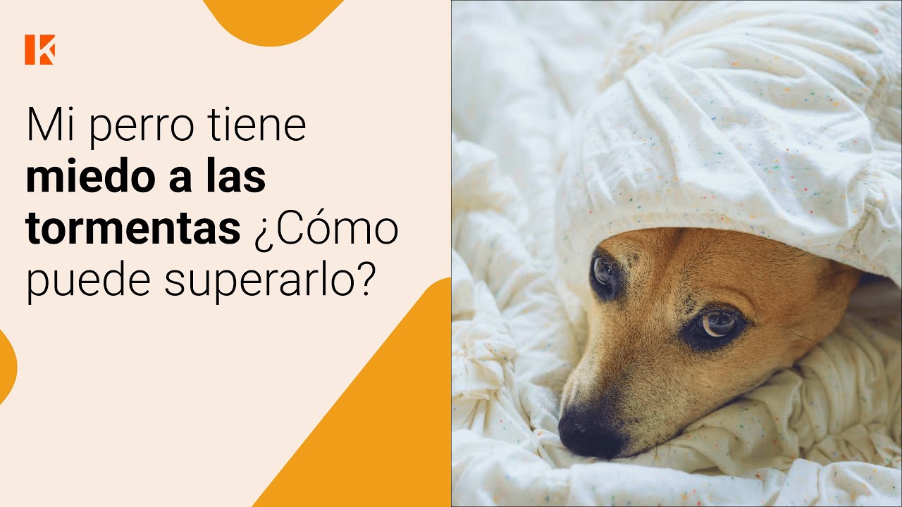 Por Qué Los Perros Tienen Miedo A Los Rayos