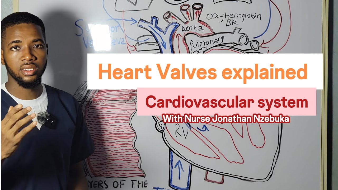 Cardiovascular system 2 | Heart Valves Explained | Role of Papillary ...
