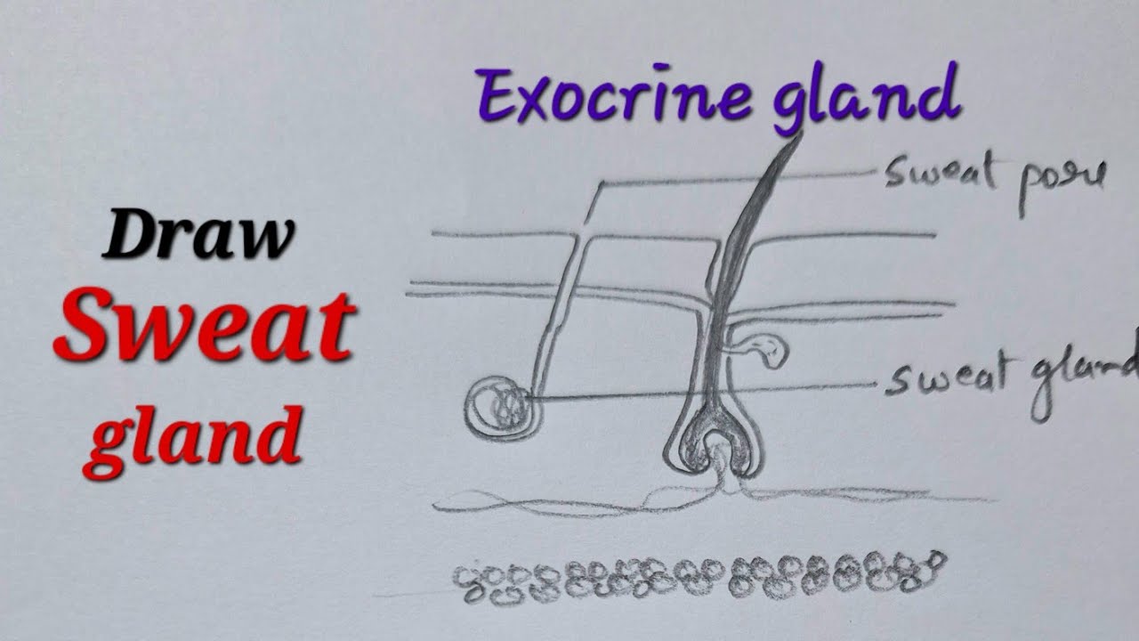 Sweat gland drawing class 8 , Draw exocrine gland easy for kids, How to ...