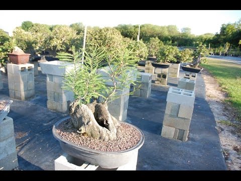 Bald Cypress (Taxodium distichum) Bonsai Tree - YouTube