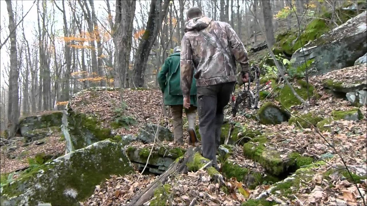 Tracking wounded bear with wirehaired dachshunds - YouTube