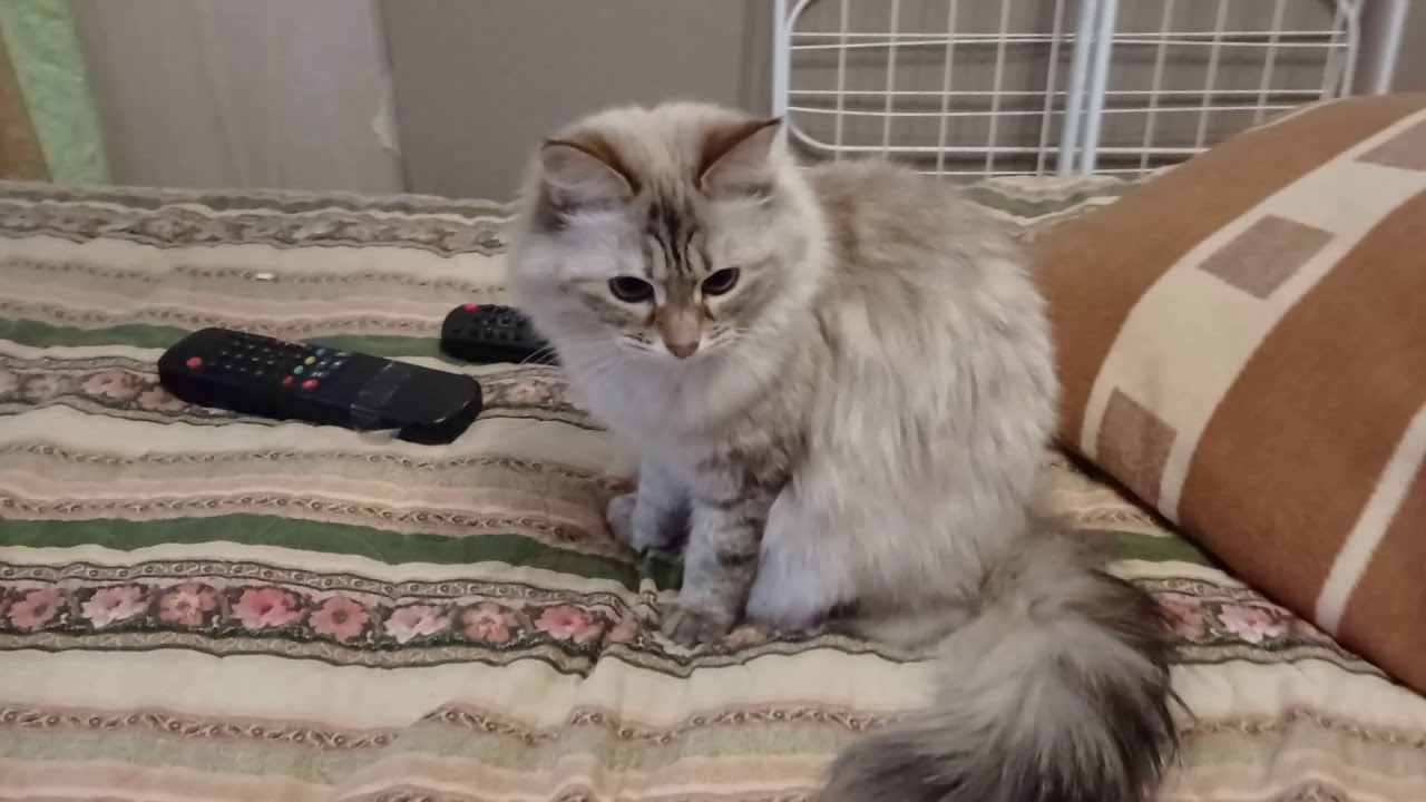 macha pretty cat - YouTube