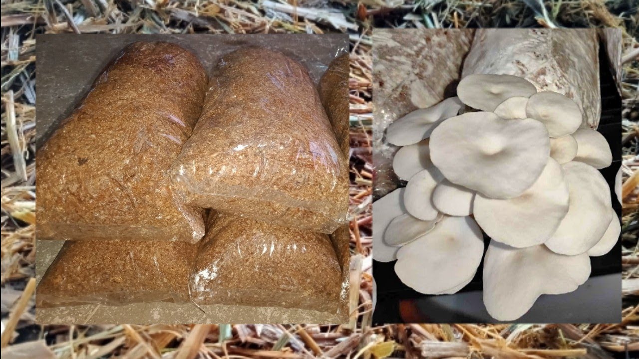 Oyster Mushroom Substrate Using Coconut Husk || Manual Bagging # ...