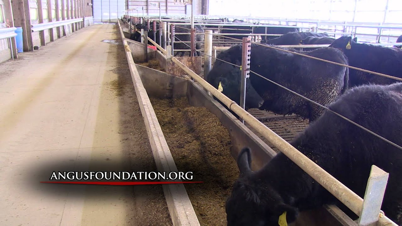 The Angus Report, July 1, 2013: Practical Applications - YouTube