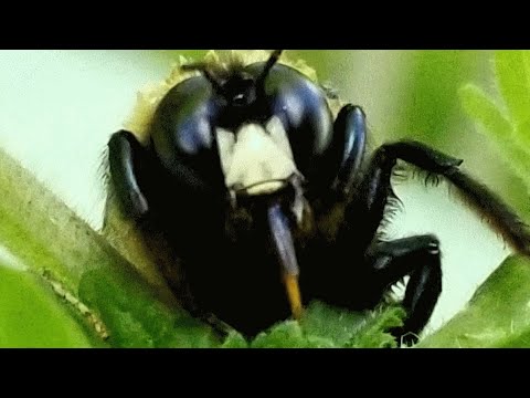 This woman adopted a bee to comfort him in his final hours