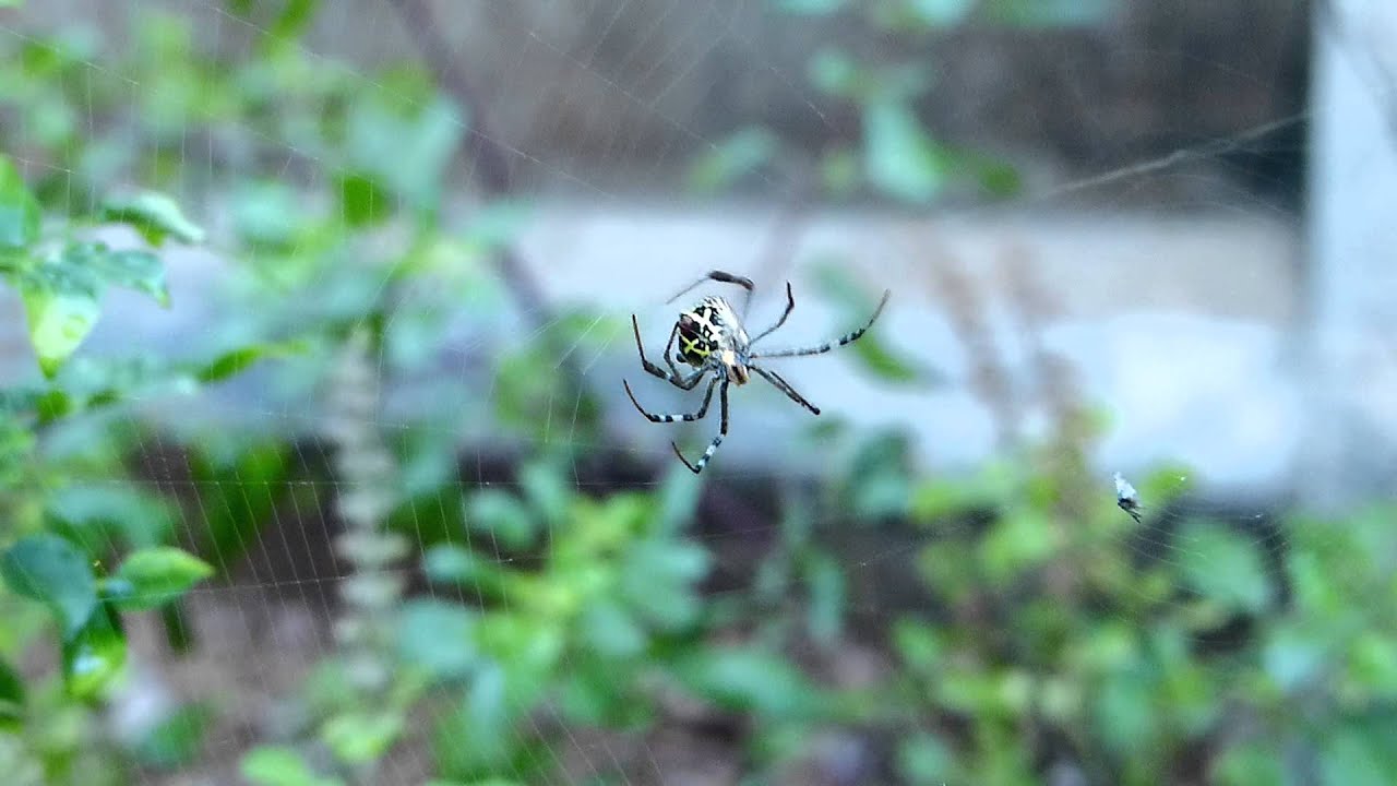 Signature Spider Weaving Web - YouTube