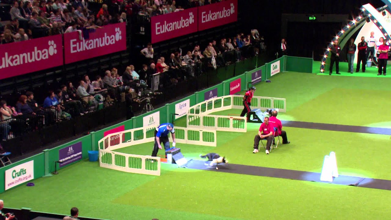 Flyball Team Finals - Part 2 - Crufts 2012 - YouTube