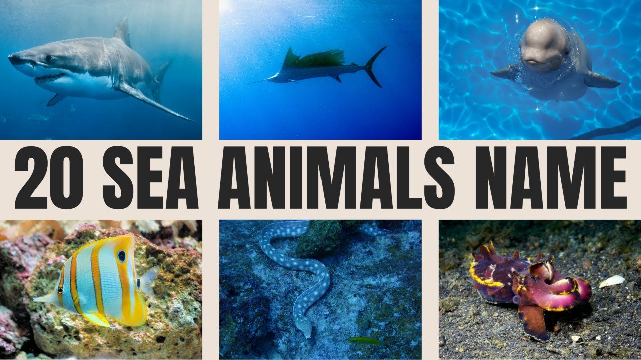 20 Sea Animals Names in English || Ocean Animals || English Educational ...