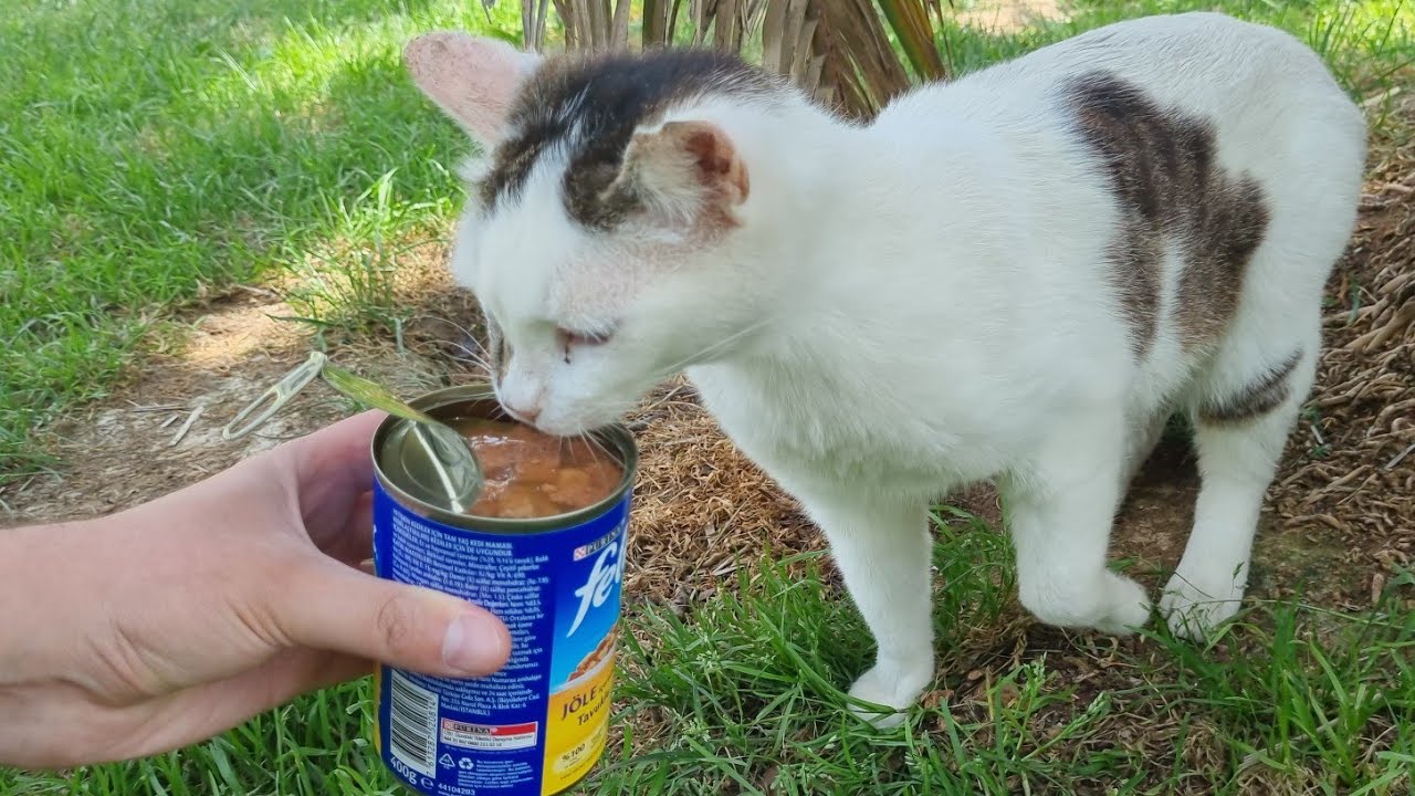 Stray Cat Can't Wait for Food 😹 Help Cat / Help Stray Animals - YouTube