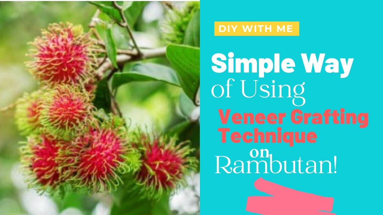 5. Simple Way of Using Veneer Grafting Technique on Rambutan! - YouTube
