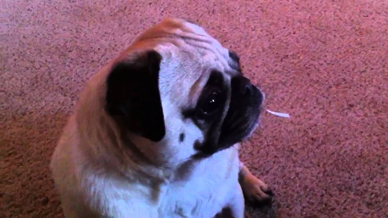 Smoking Pug - YouTube