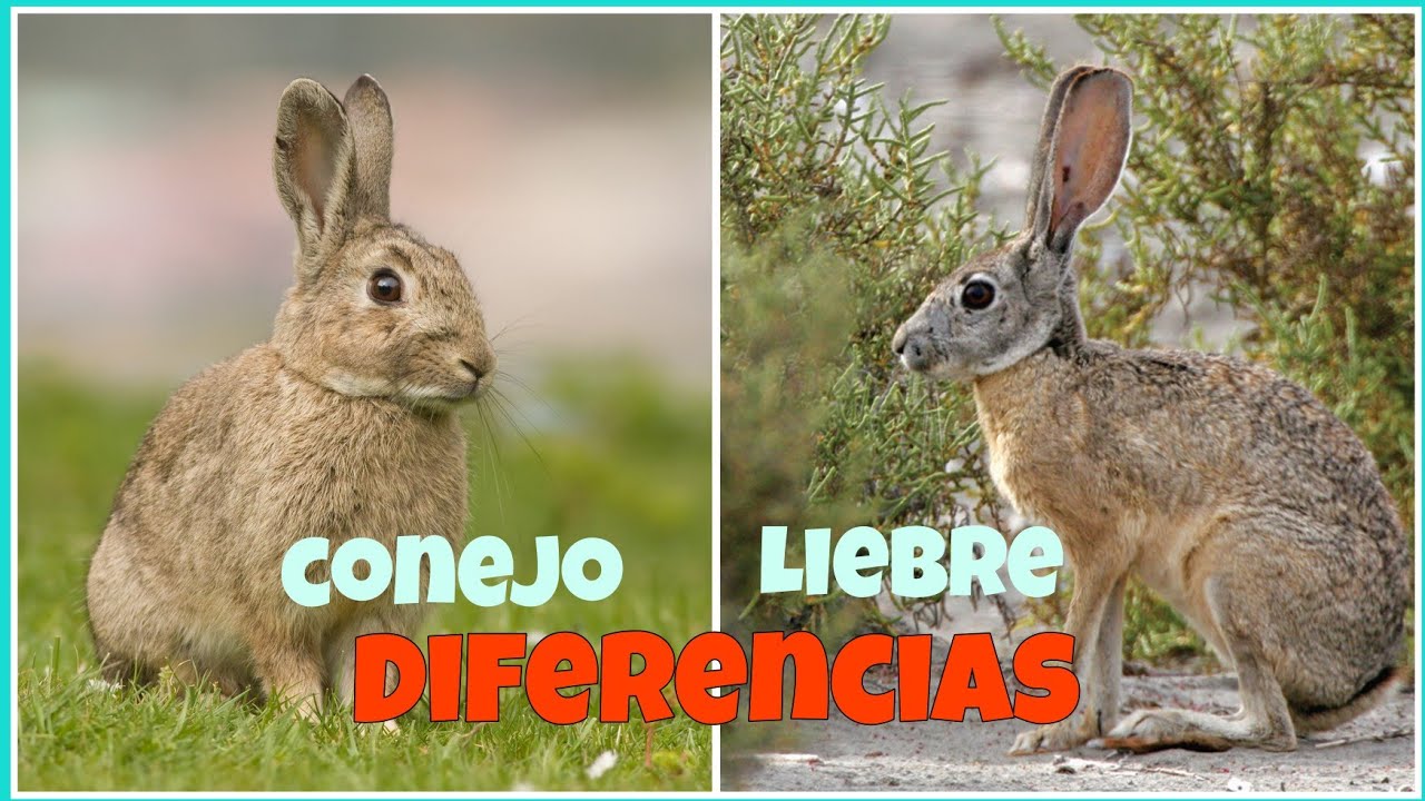 Diferencias entre un Conejo y una Liebre - YouTube