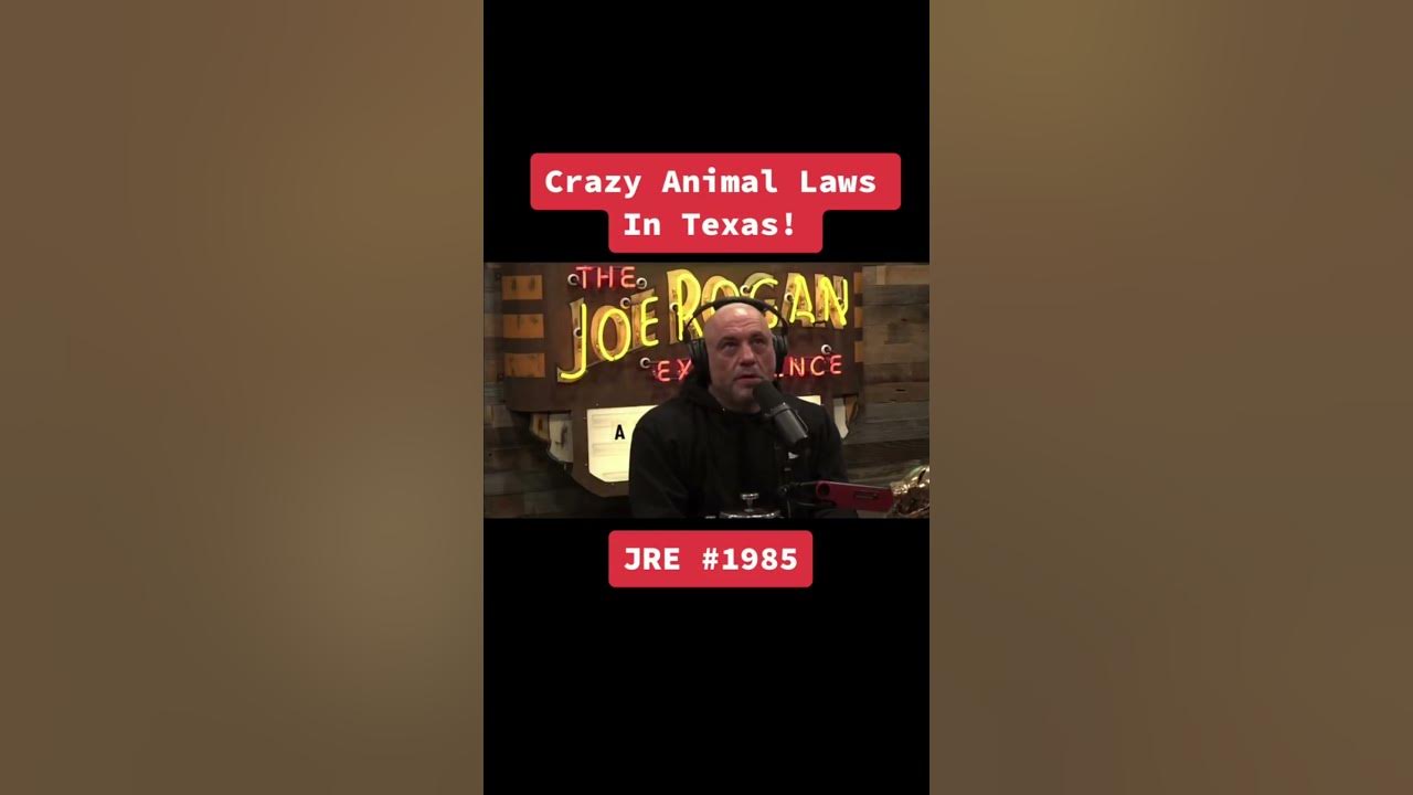 Crazy Animal Laws In Texas P6 YouTube crazy-animal-laws-in-texas-p6-youtube