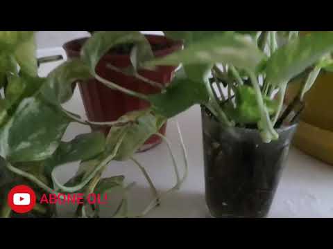 BAZI ÇİÇEKLER SUDA DA YAŞAYABİLİYORLAR BUYRUN BERABER İZLEYELİM