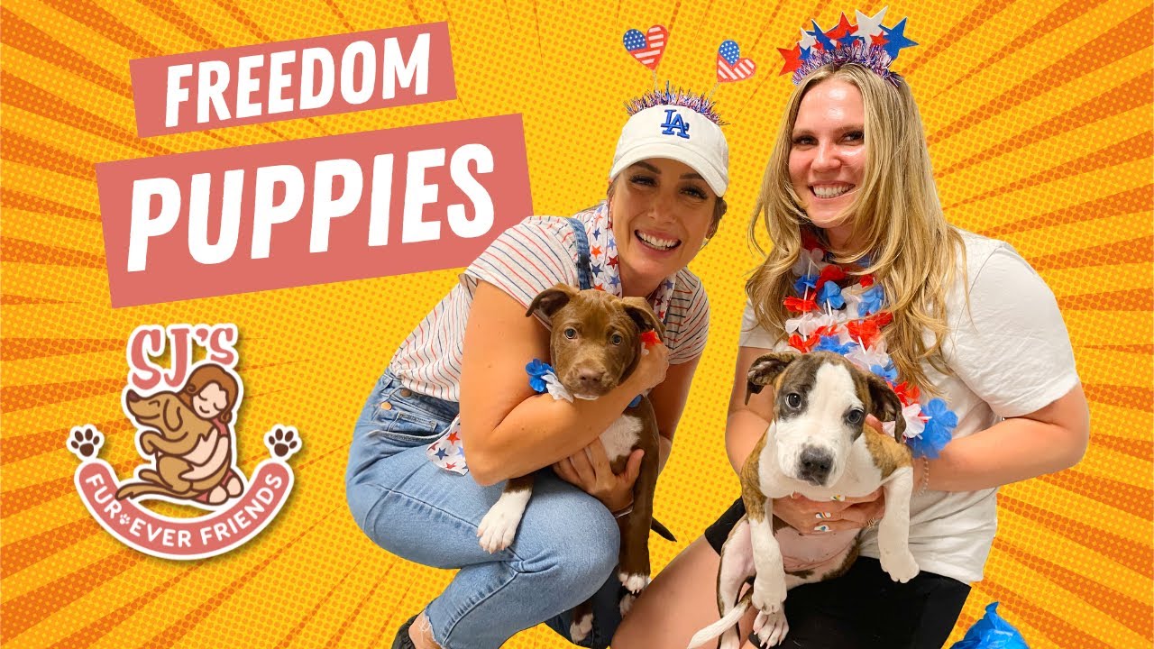 Freedom Puppies! - YouTube