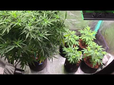 Beautiful Exodus cheese cannabis plant and the pineapple fuego clones ...