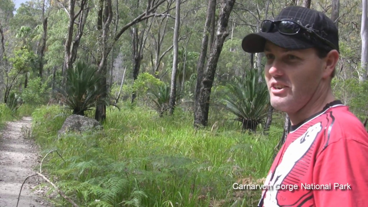 Carnarvon Gorge & Mt Moffat - YouTube