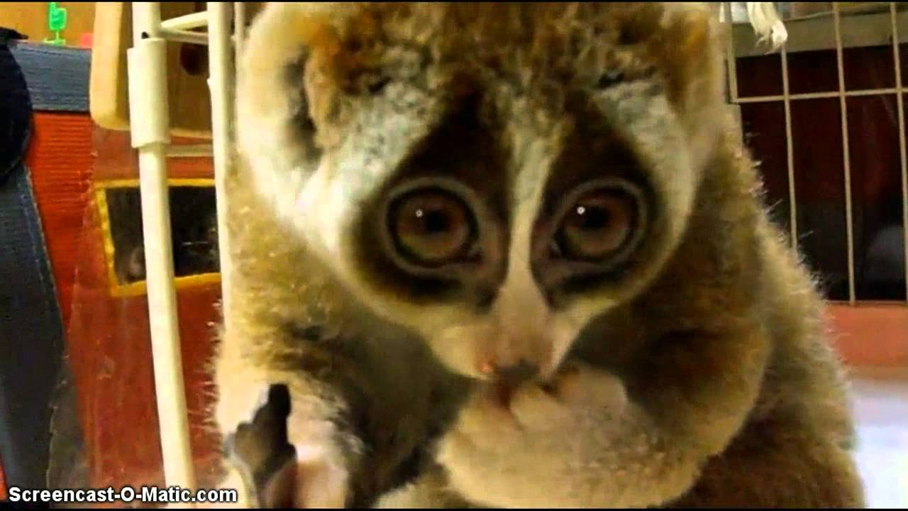SLOW LORIS - YouTube