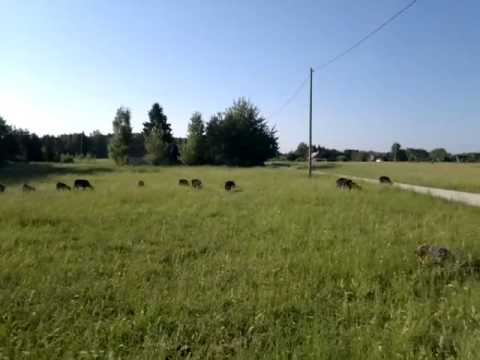 Warm weather and Estonian native sheep - YouTube