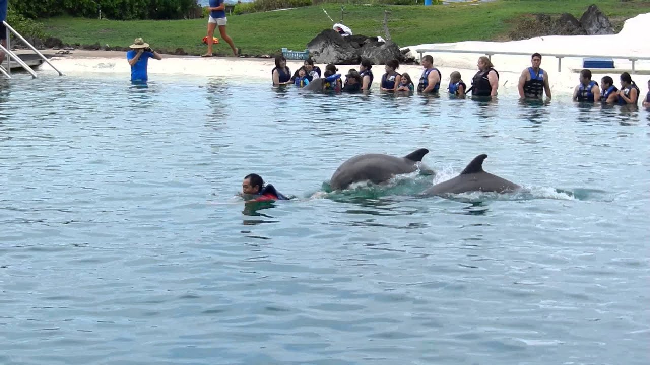Sea Life Park in Hawaii- double dolphin foot push - YouTube