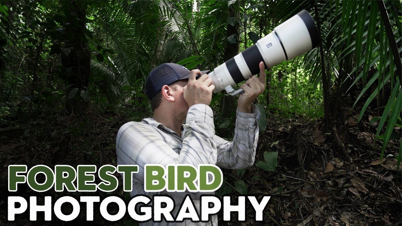 Tips for Photographing Forest Birds - Part TWO - YouTube