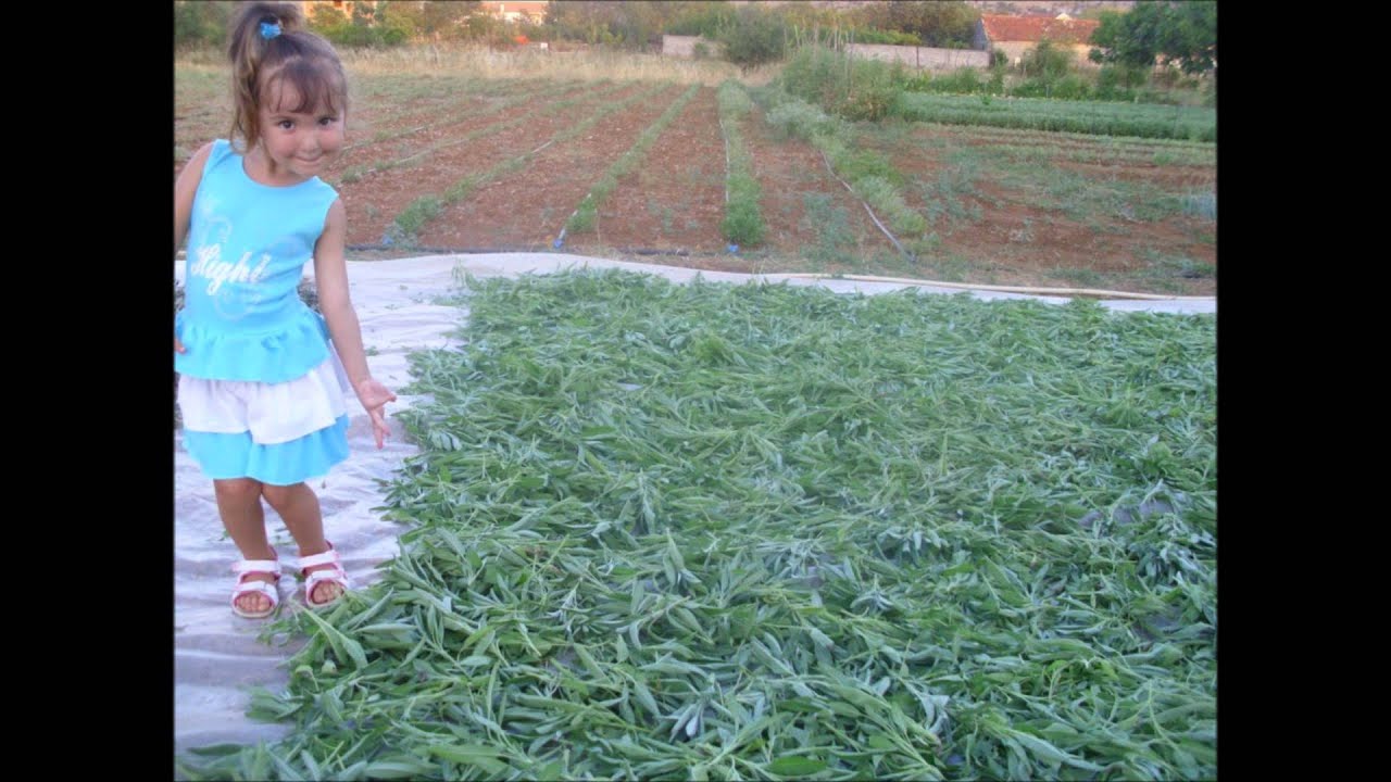 Ljekovito bilje ( Bimë mjeksore ) E & E BILJE D.O.O Podgorica - Tuzi ...