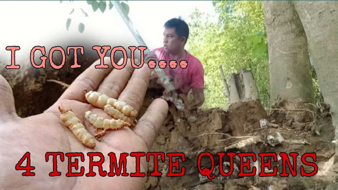 I GOT 4 TERMITE QUEENS IN THE SAME TERMITE COLONY....|| PANO MAG HUNTING NG ANAY..PART 10 - YouTube