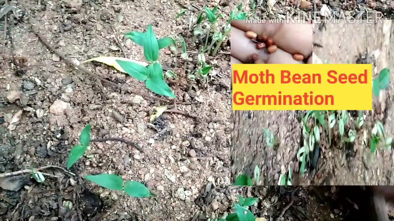 Matki/Mat bean/Moth bean/ Turkish gram/Dew bean new plant| Seed ...