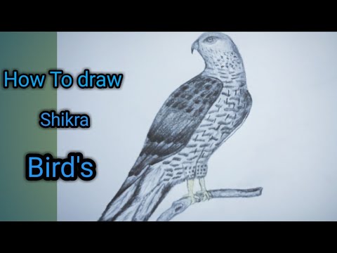 Shikra bird sketch tutorial time lapse video for Bignner - YouTube