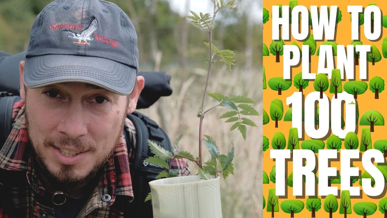 How to plant 100 trees - YouTube