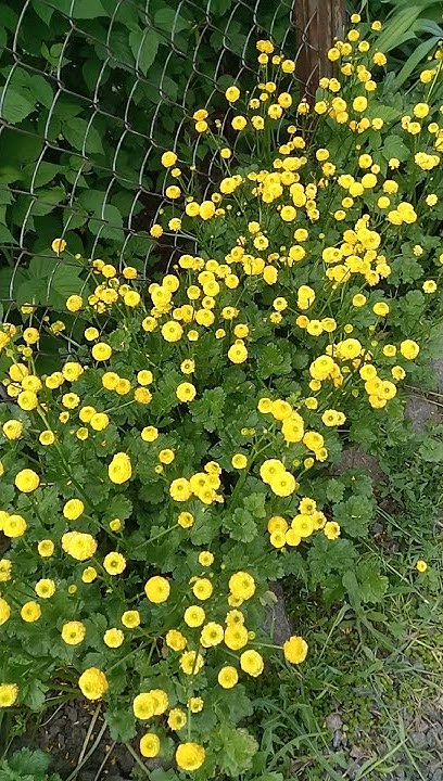 Лютик ползучий махровый | Ranunculus repens - YouTube