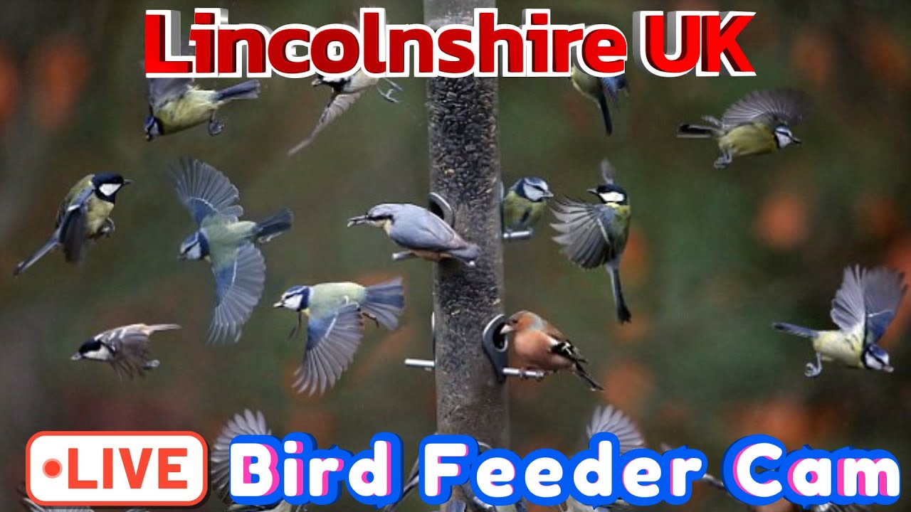 LIVE Bird Feeder Cam - Lincolnshire UK - YouTube