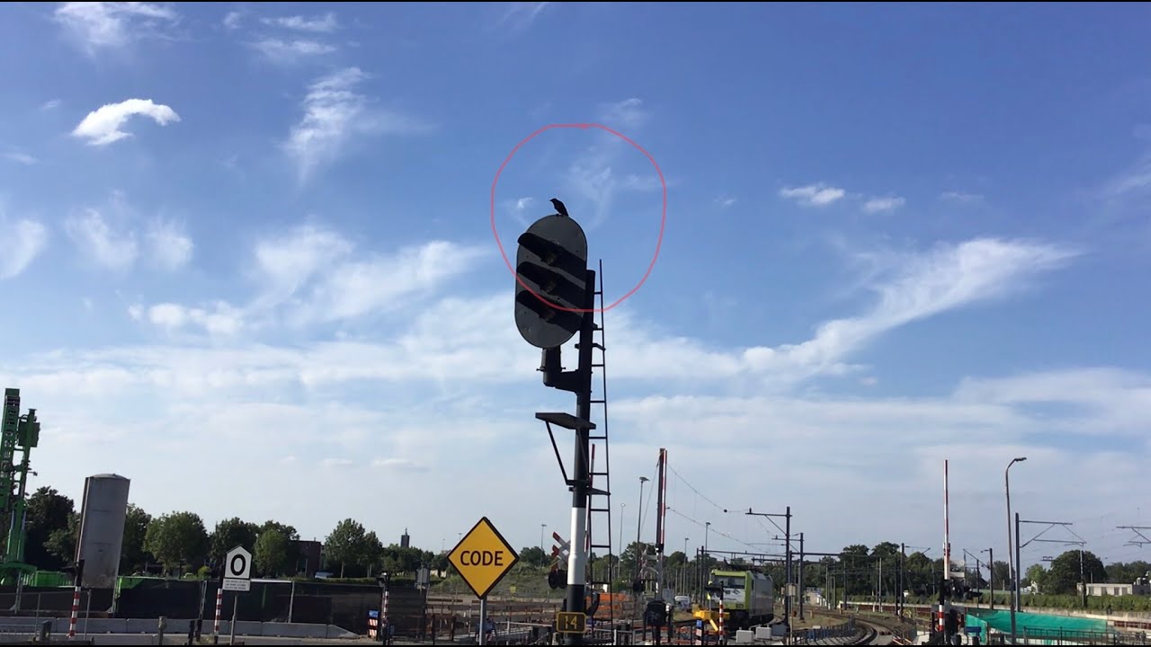 I am try to talking with a bird 🦅 ( Crow) on a railroad signal , funny ...