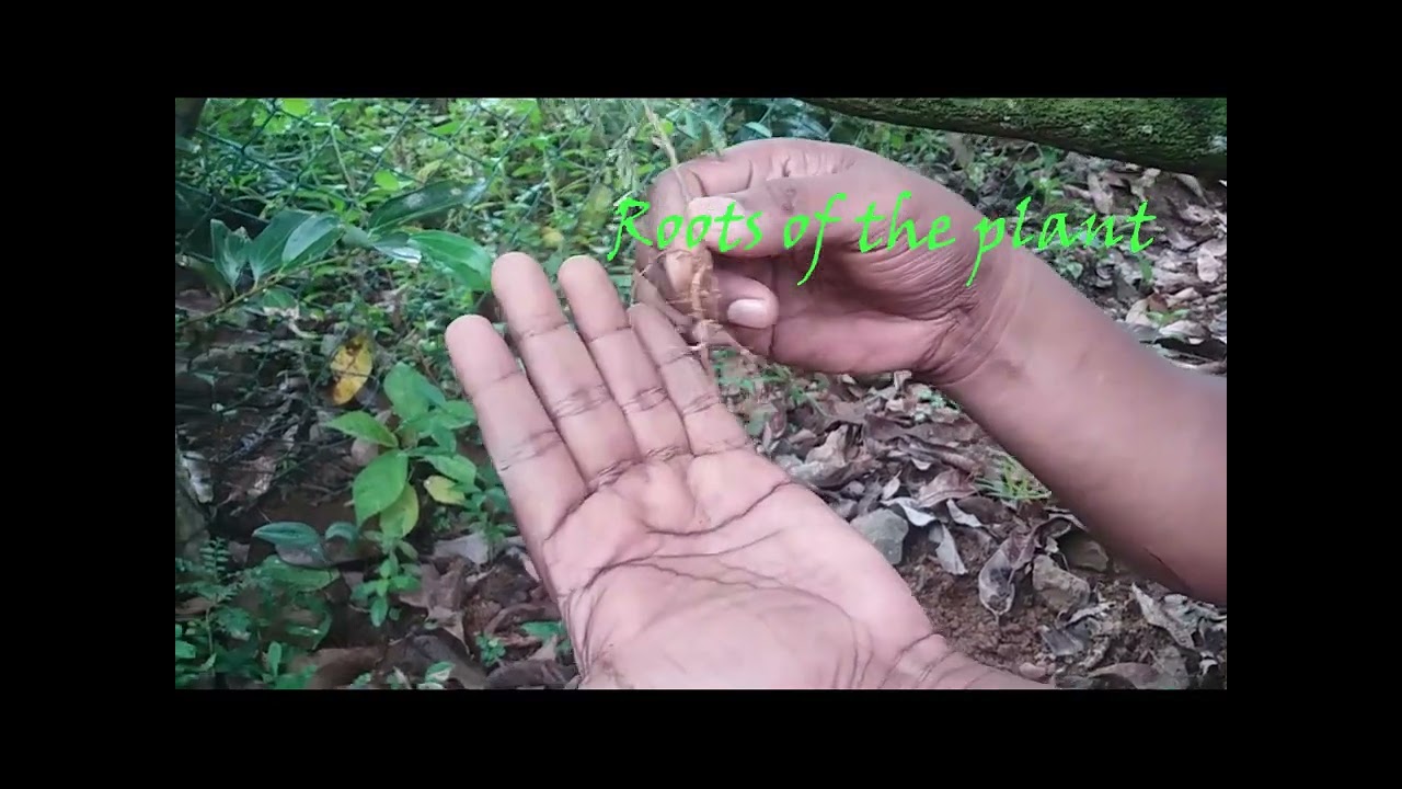 Wonderful sleeping plant. (Nidikumba) - YouTube