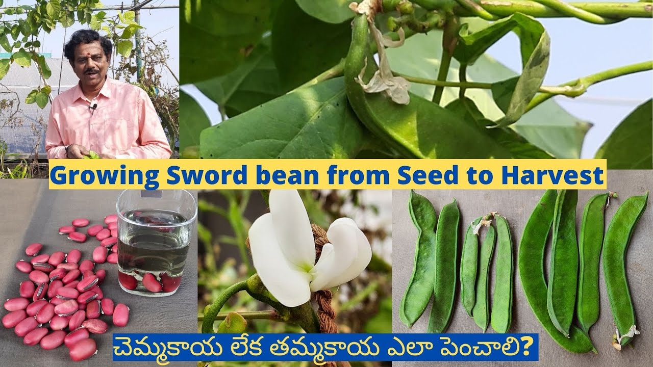 King of Beans | How to Grow Sword Beans seed to Harvest | చెమ్మకాయ ...