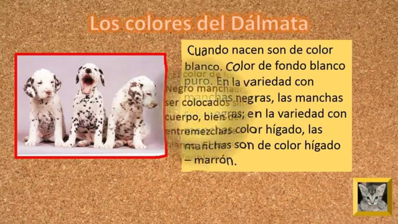 DALMATAS CACHORROS ,COLORES DEL DALMATA,CARRIAGE DOG - YouTube