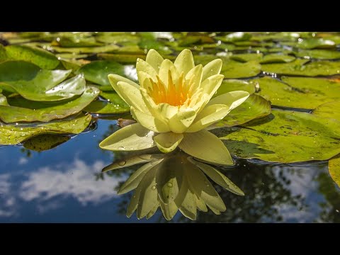 Lugu Lake Water Based Popler Flowers Season 🌸 || Spring Flowers @MR.Gardens #flower