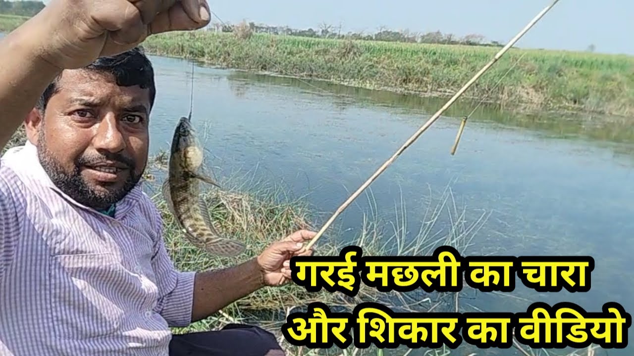 Snake head ka chara aur shikar ka video || गरई मछली का चारा और शिकार का ...