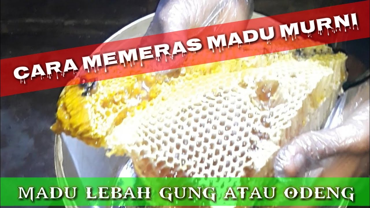 proses pemerasan madu tawon gung atau odeng terbaru 2024 - YouTube