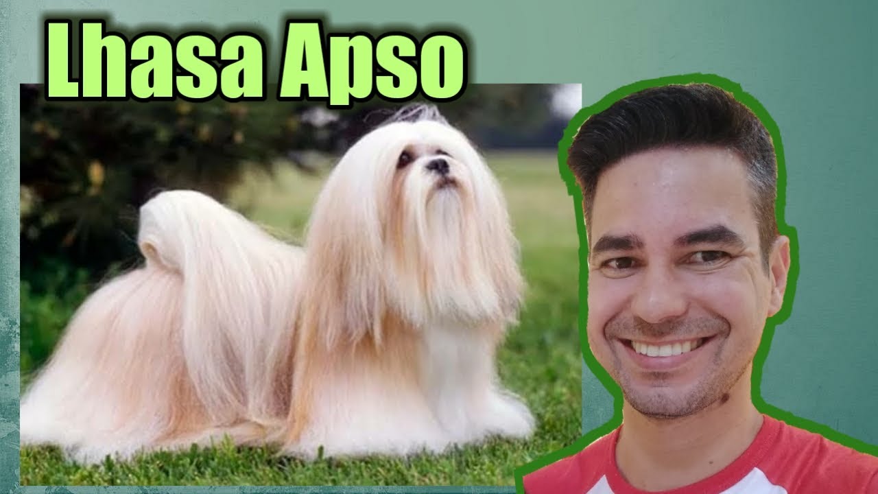 Tudo sobre Lhasa Apso - YouTube
